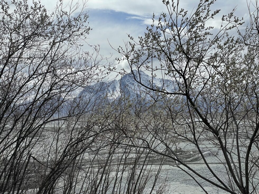 Leaves are Greening in Alaska! | Alaska Backcountry Cottages