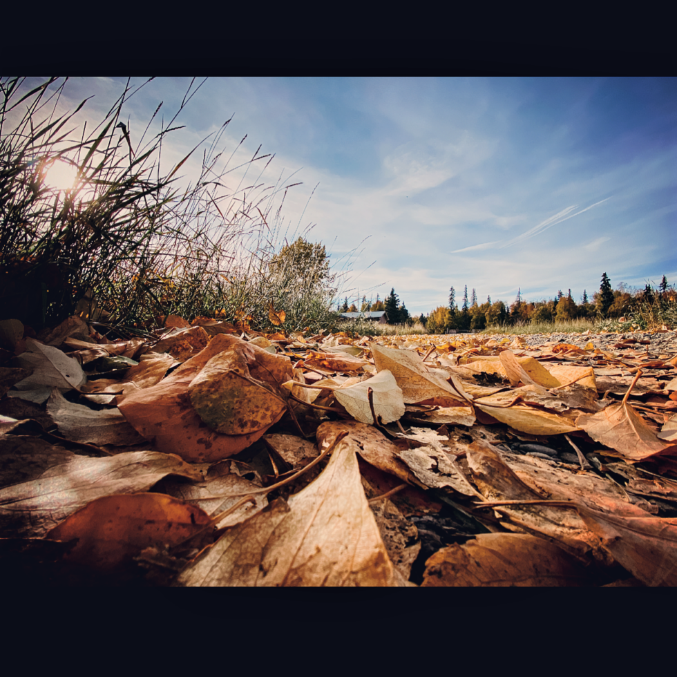 Blog | Alaska Backcountry Cottages